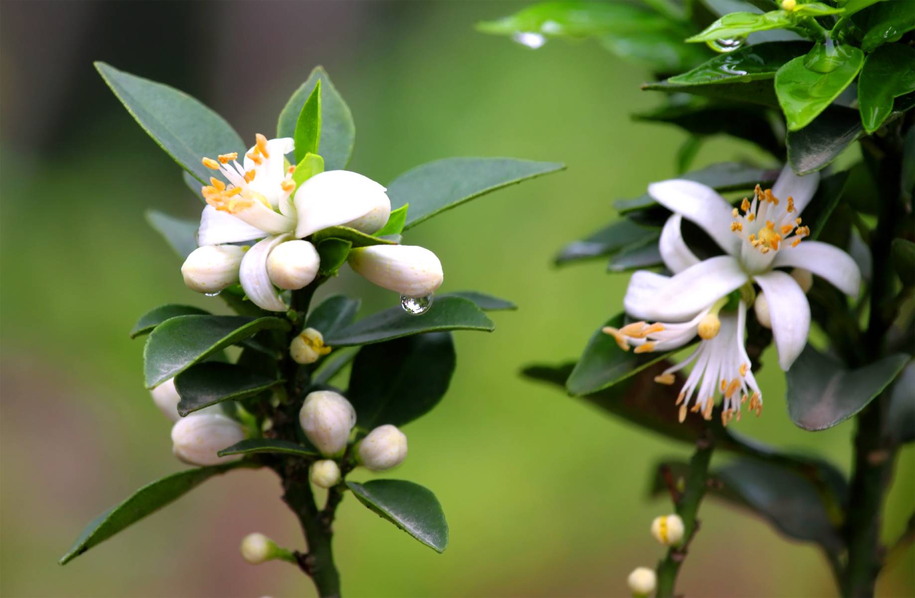 Wellness Support of Aromatic Plants – Videos – Mother Earth News